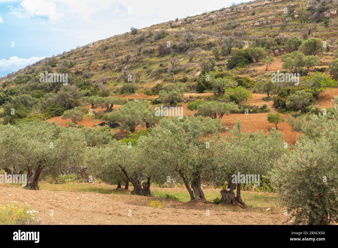 Olive trees growing in Greece Stock Photo - Alamy