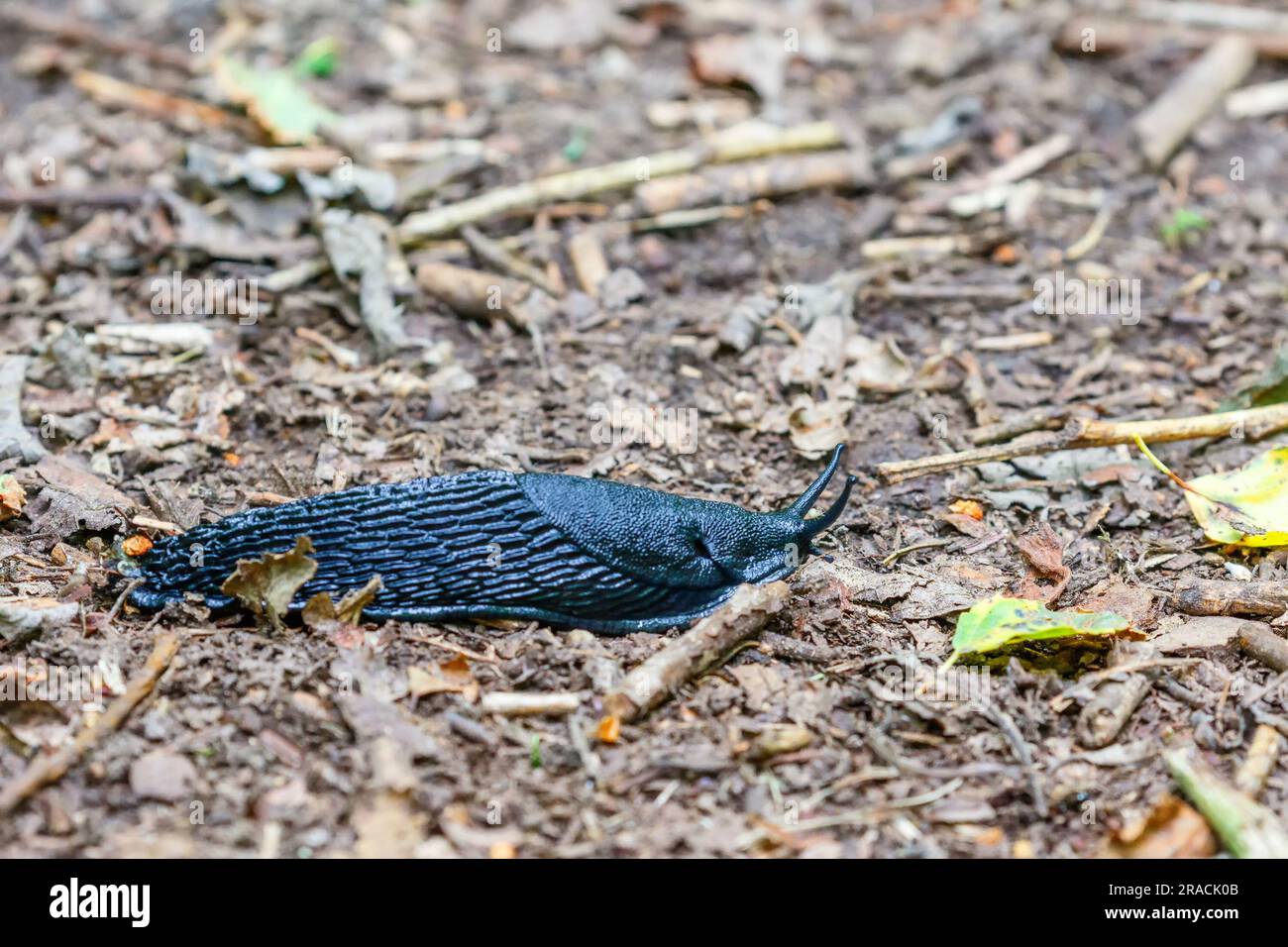Slug crawling on forest floor hi-res stock photography and images - Alamy