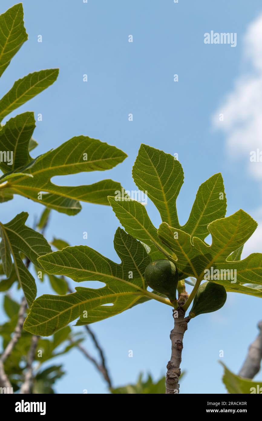 Fig tree fruit hi-res stock photography and images - Alamy
