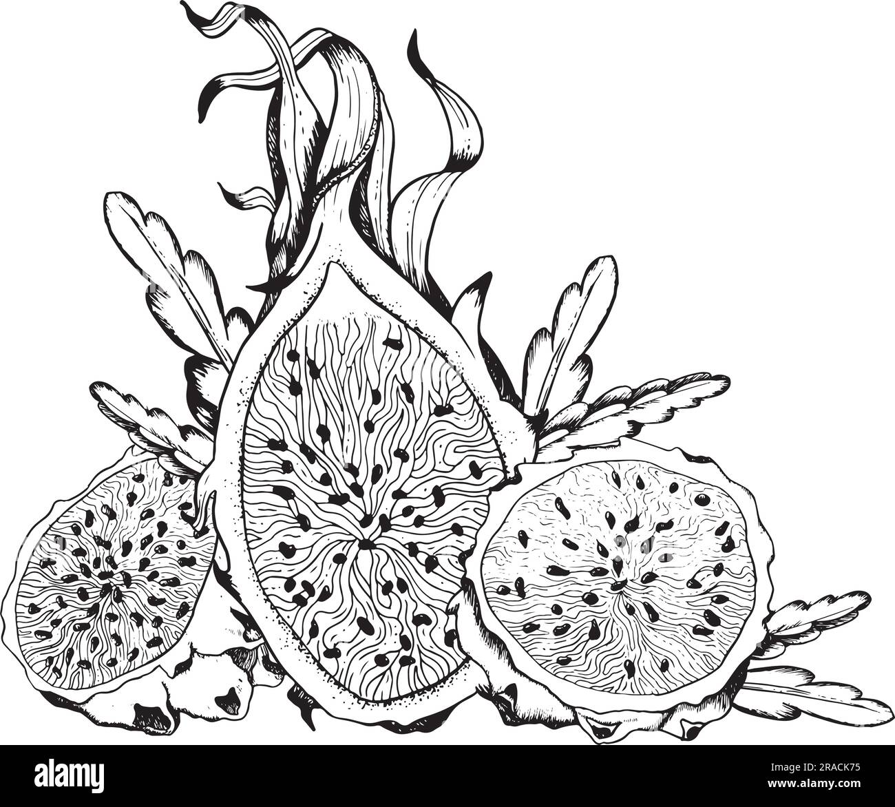 Vector Pitaya halves, slices and cactus leaves sketch illustration for ...