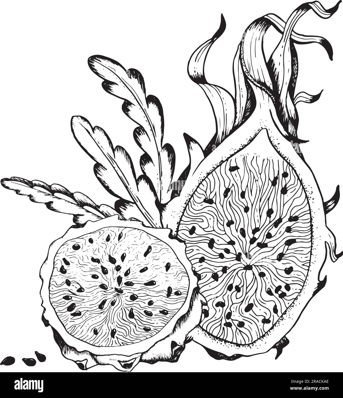 Vector Pitaya sketch illustration for coloring book. Dragon fruit black ...