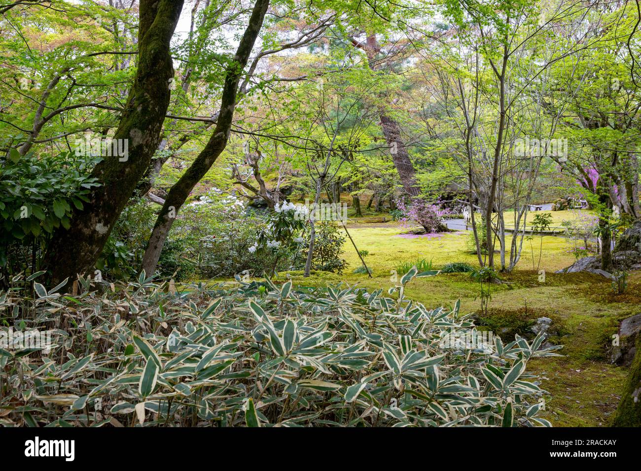Kyoto 2023, Hogon-in temple zen garden, Arashiyama,Kyoto in spring 2023 ...