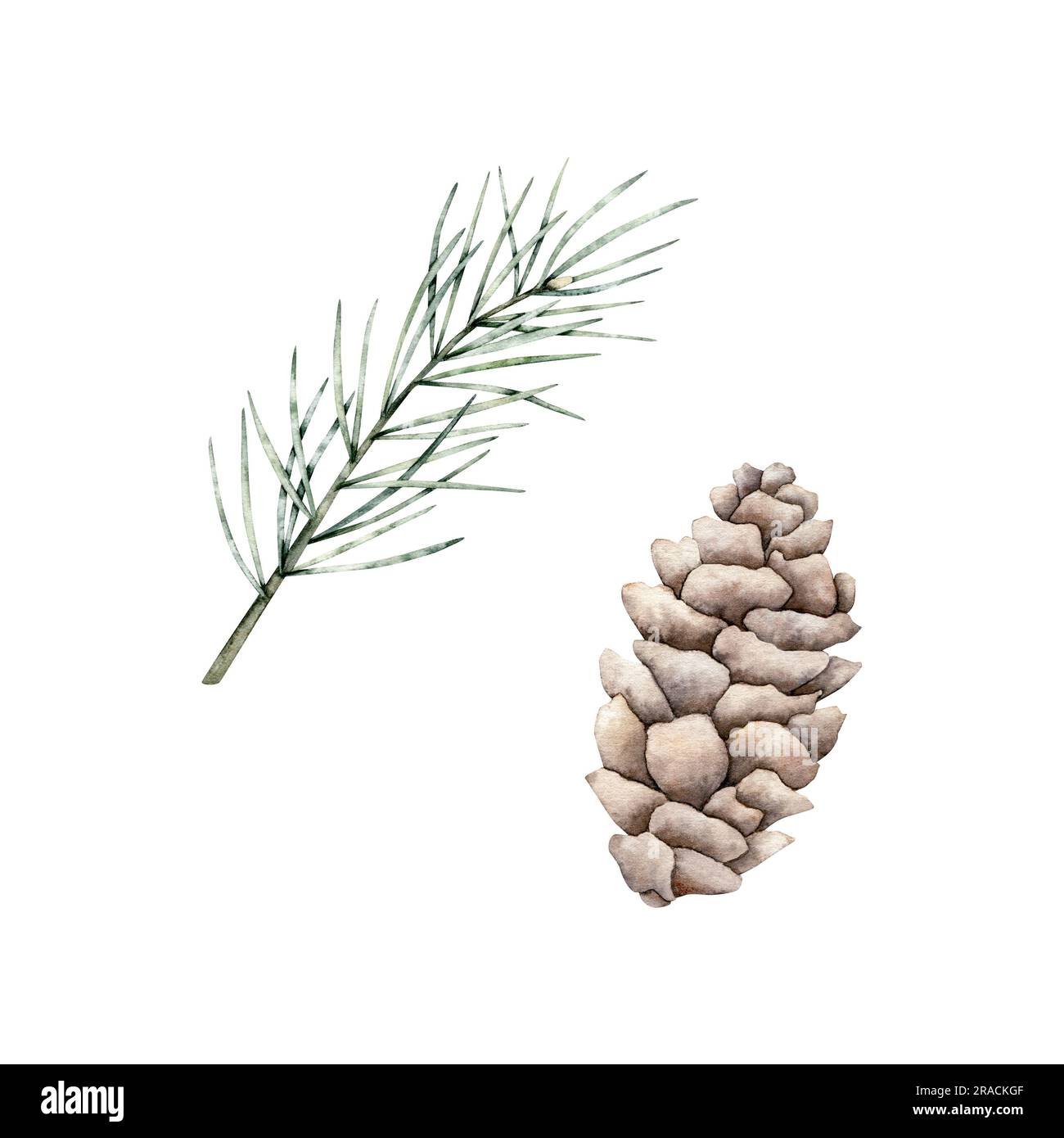 Set of pine branch and cones. Watercolor cone and twig of conifers ...