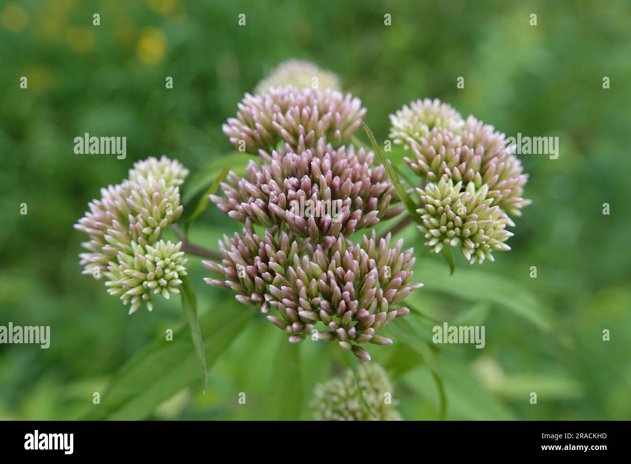 Natural closeup on the emerging flower heads of the hemp-agrimony or ...