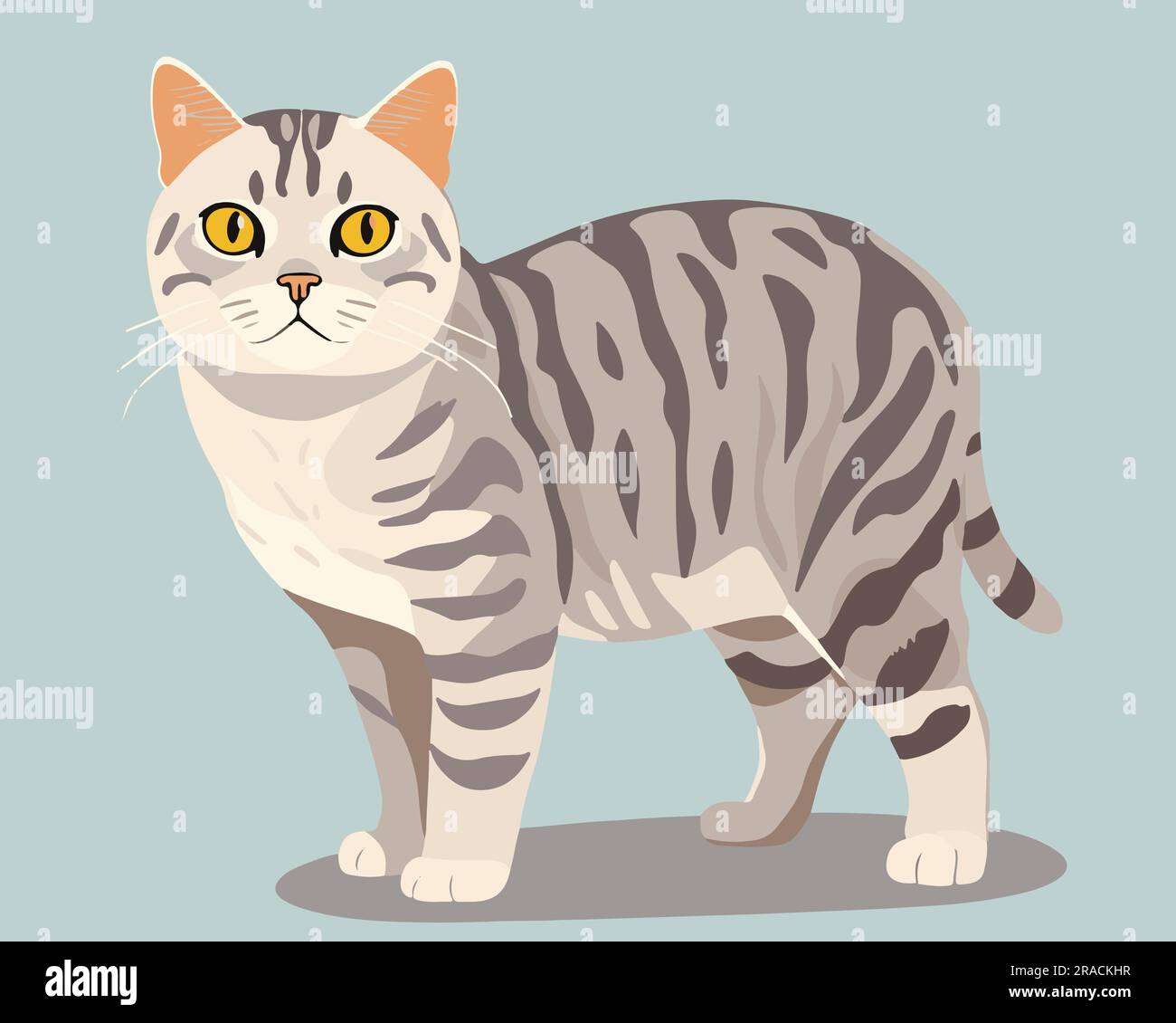 Standing American Cat vector illustration Stock Vector Image & Art - Alamy