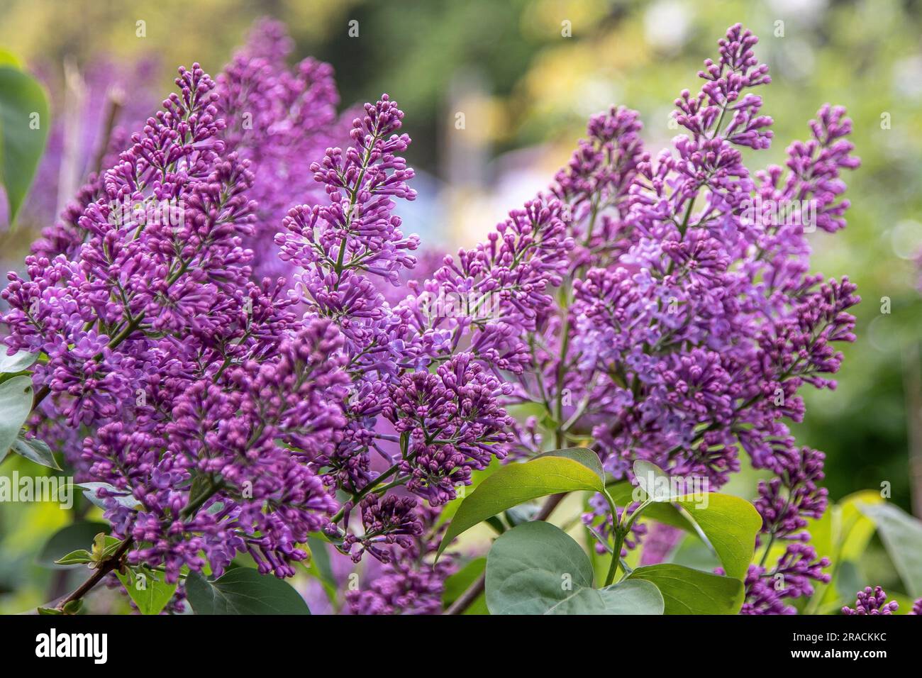 Lilac flowers branch. Floral background, natural spring. Blossoming ...