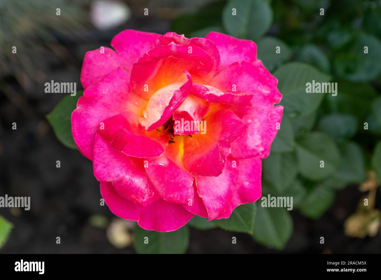 Pink roses. Bush in the garden. Orange rosebud. Summer flower petals ...