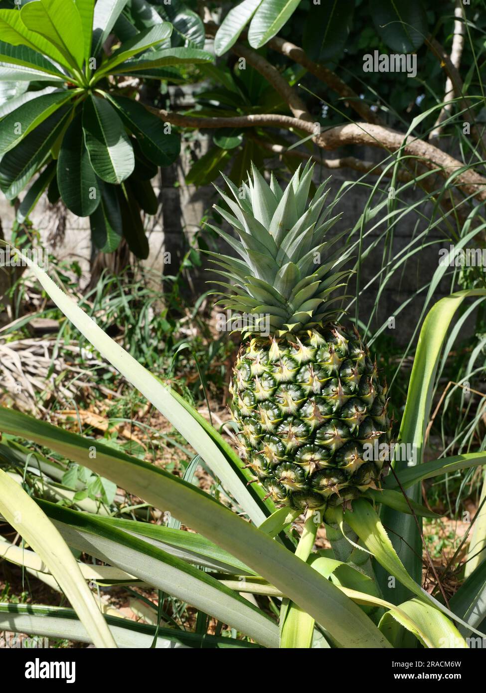 Young pineapple fruit on tree plant with natural green background ...