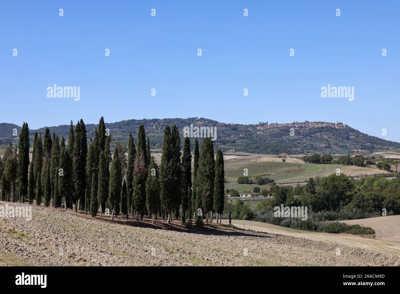 Iconic group of cypress trees in a field, near San Quirico, Tuscany ...
