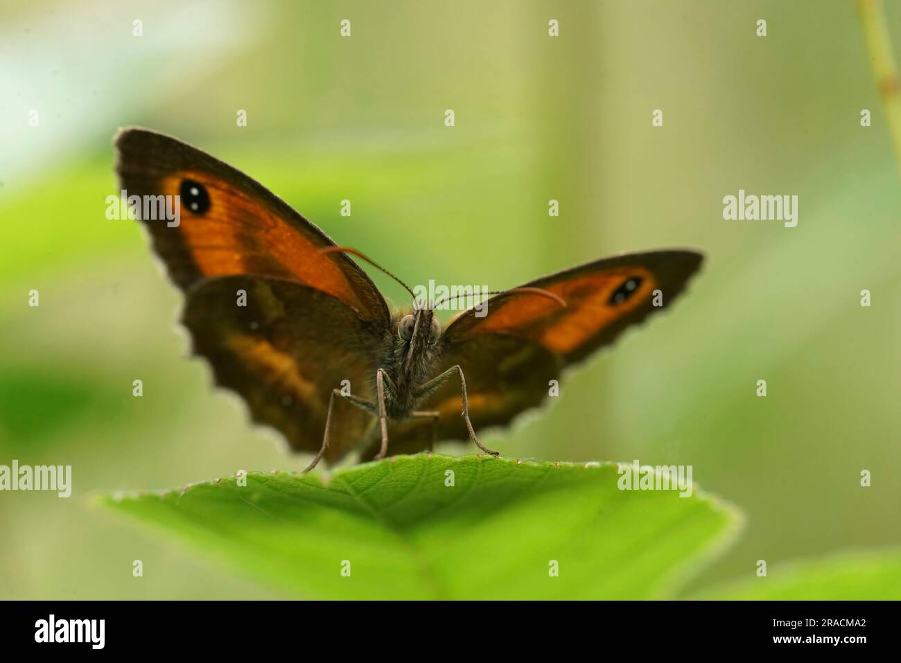 Natural frontal low angle closeup on a hedge brown Gatekeeper butterfly ...