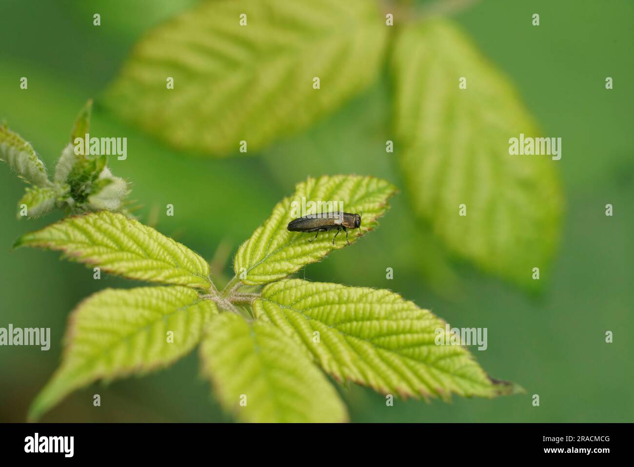 Oak borer hi-res stock photography and images - Alamy