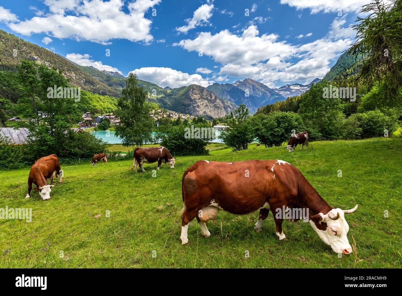 Cows on the green pasture as small lake of Brusson and mountains under ...