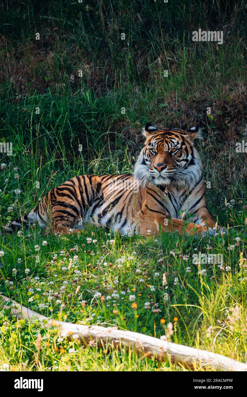 Resting tiger at Point Defiance zoo in Tacoma, Washington Stock Photo ...