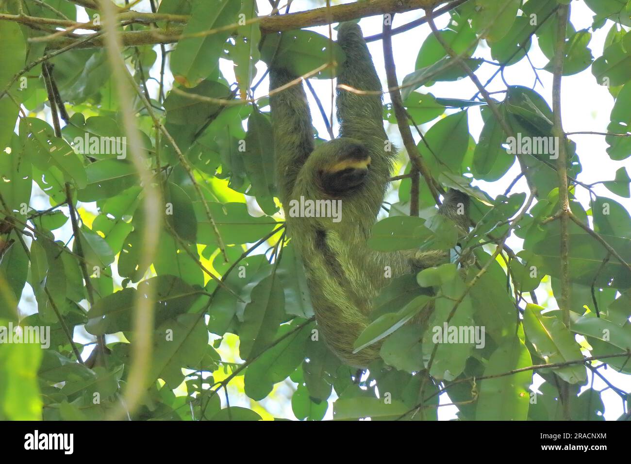 Cute sloth hanging on tree branch with funny face look, portrait of ...