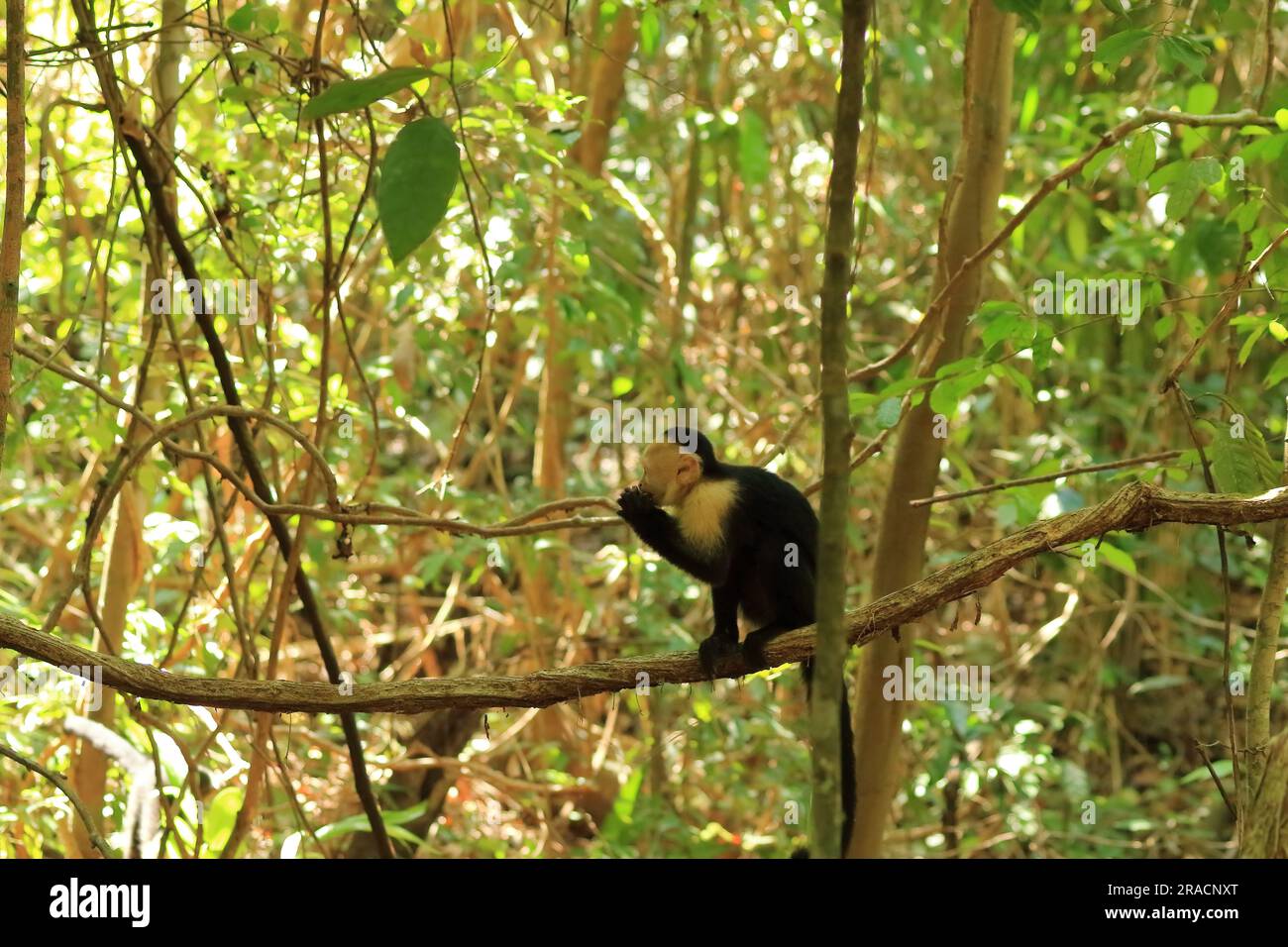 White-headed Capuchin, black monkey in the dark tropic forest. Wildlife ...