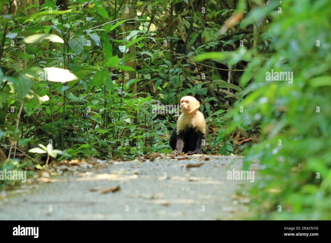 White-headed Capuchin, black monkey in the dark tropic forest. Wildlife ...