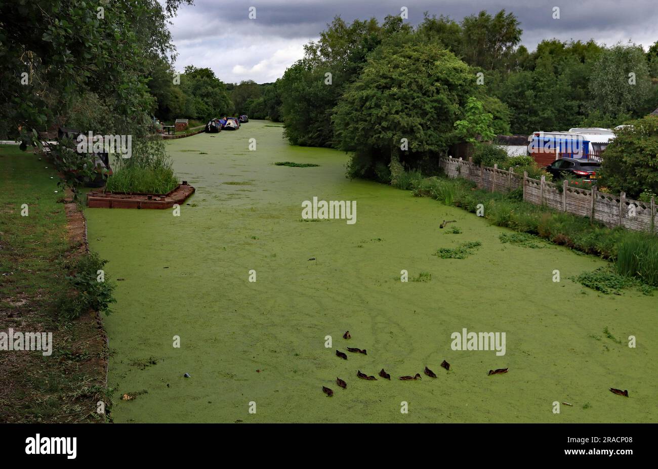 A build-up of floating weed at the top of the Wigan flight of locks has ...