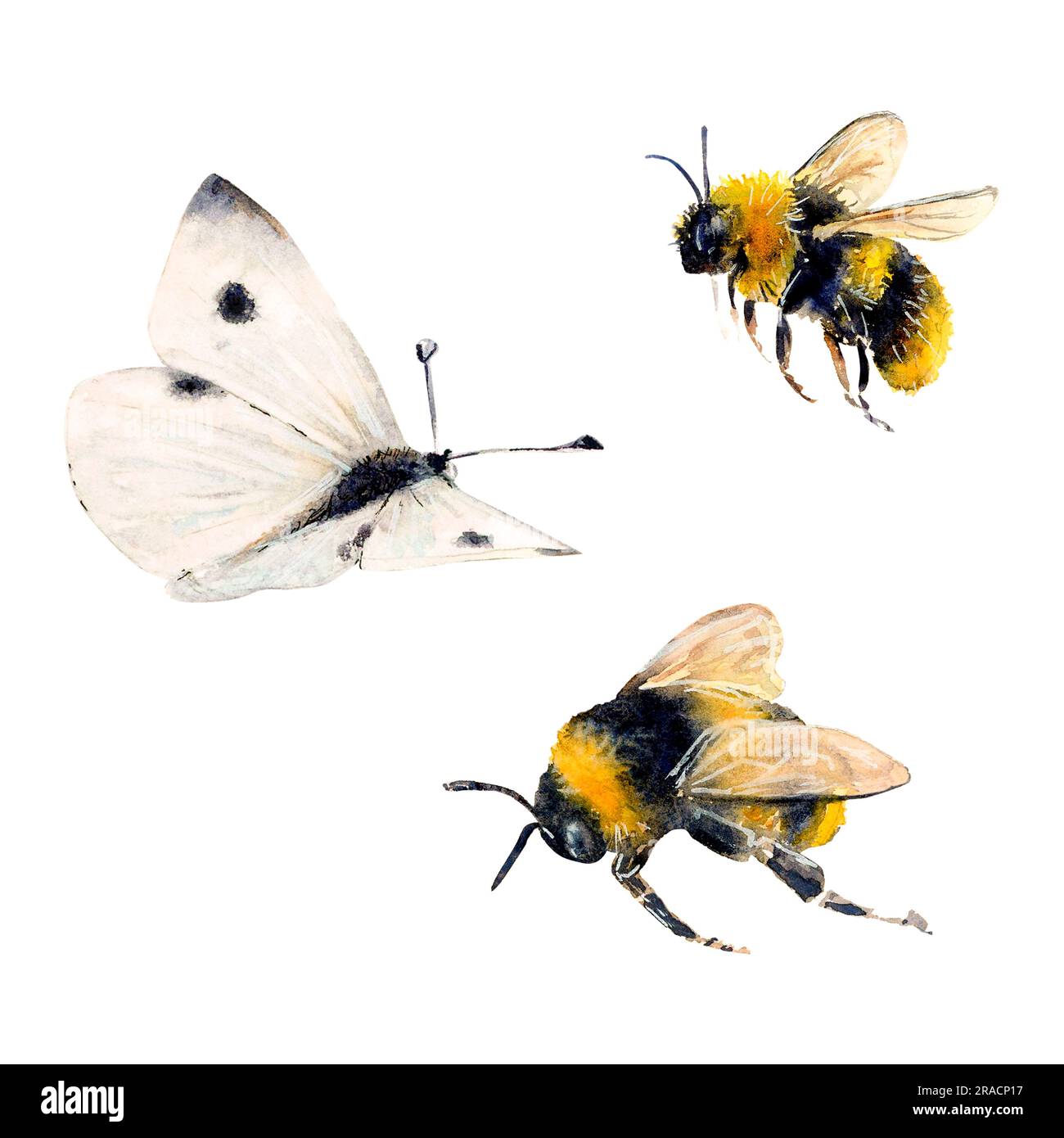 Watercolor illustration set of two bees and butterfly hand-drawn on ...