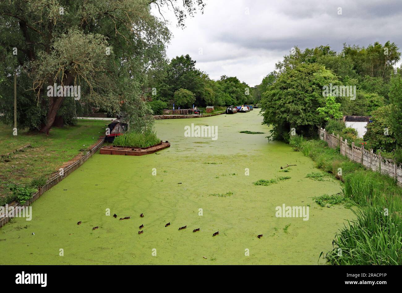 A build-up of floating weed at the top of the Wigan flight of locks has ...