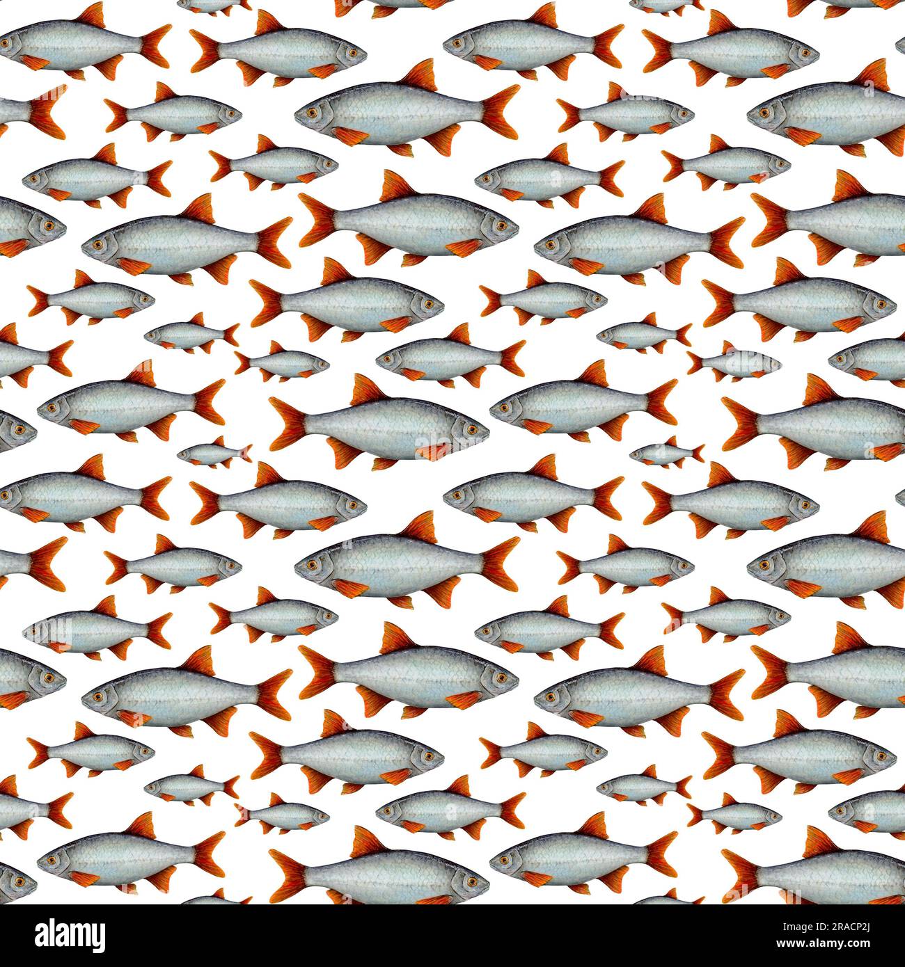 Watercolor drawing pattern from fish with red fins in different sizes ...