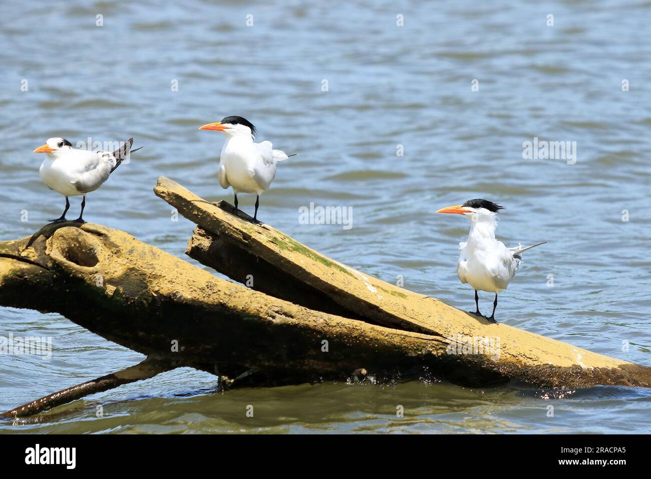 Central park on royal caribbean hi-res stock photography and images - Alamy