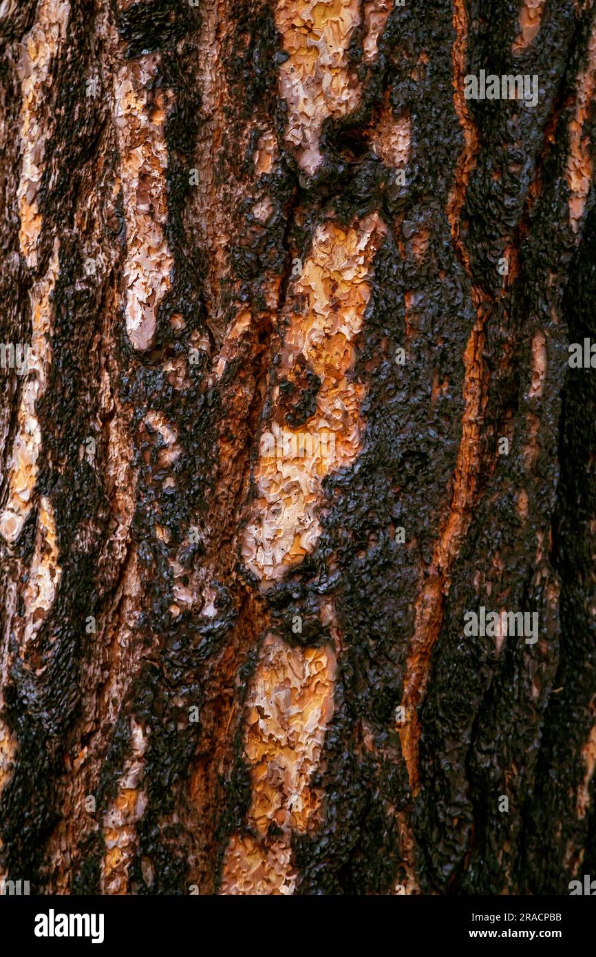 Burnt bark of sequoia, closeup. Black Burnt Tree Bark in Sequoia ...