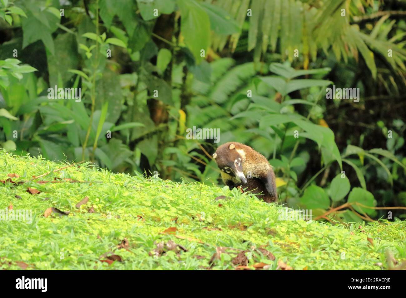 Animal from rainforest of Costa Rica. the White-nosed Coati, Nasua ...