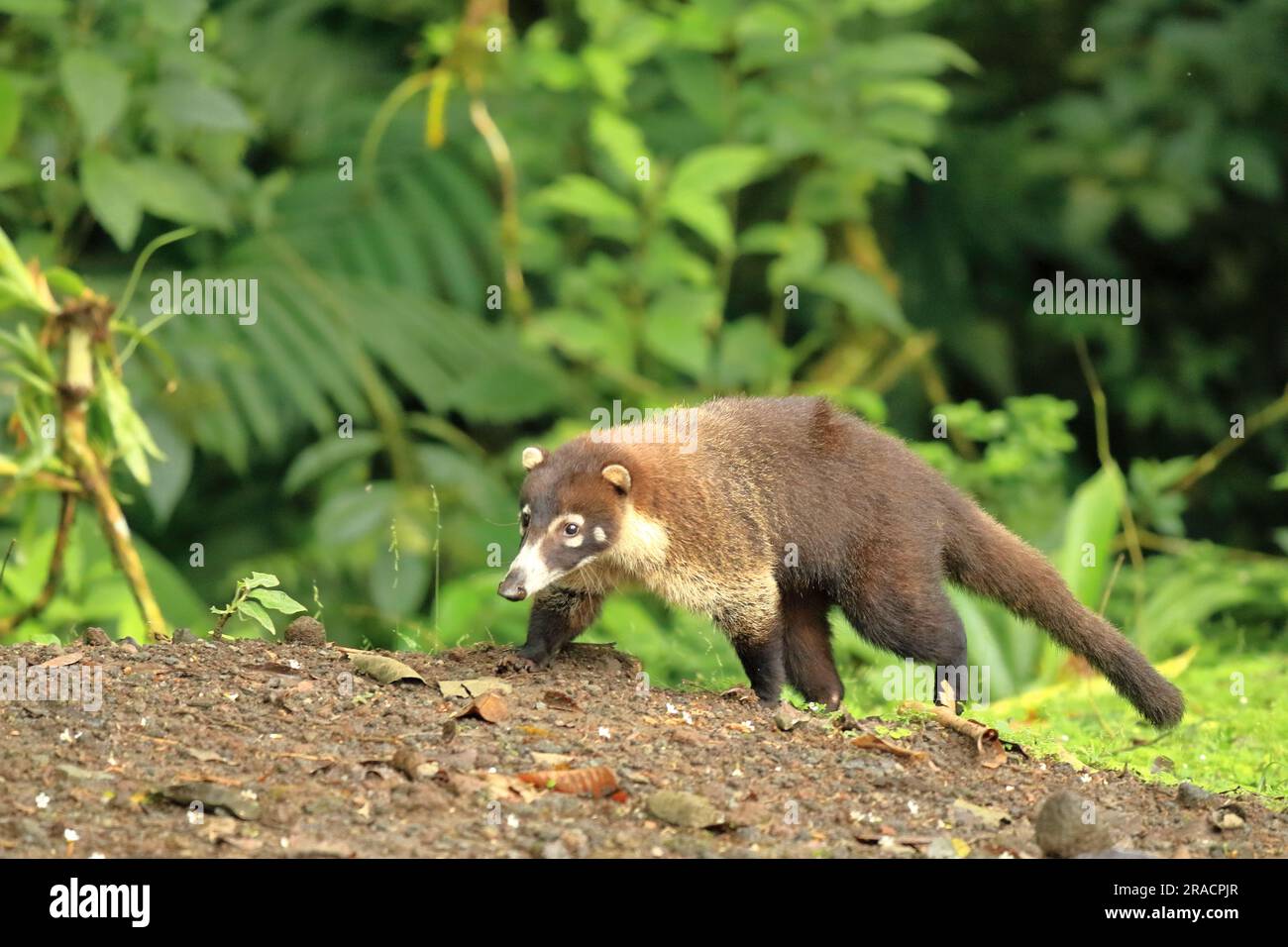 Animal from rainforest of Costa Rica. the White-nosed Coati, Nasua ...
