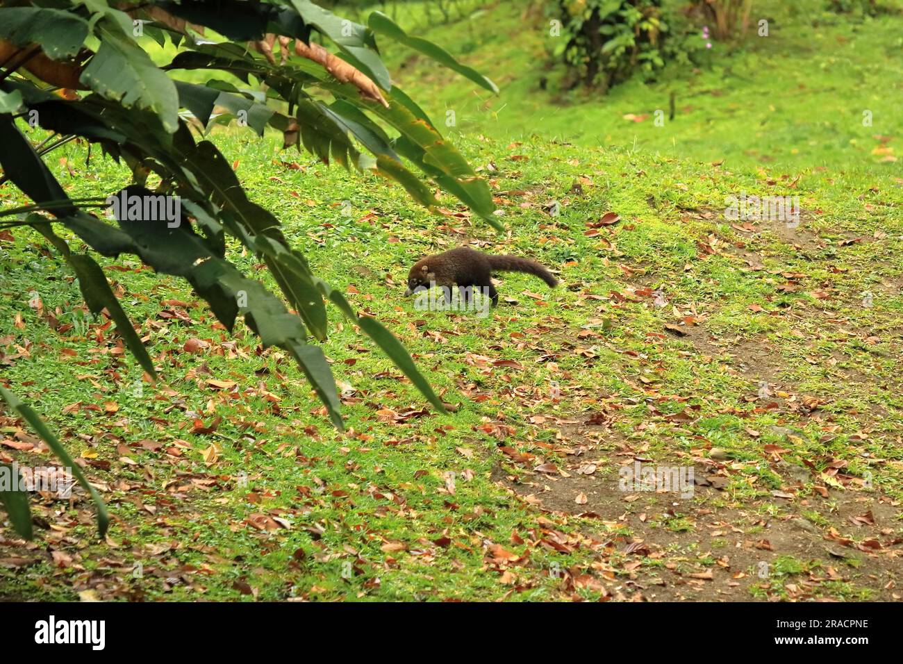 Animal from rainforest of Costa Rica. the White-nosed Coati, Nasua ...