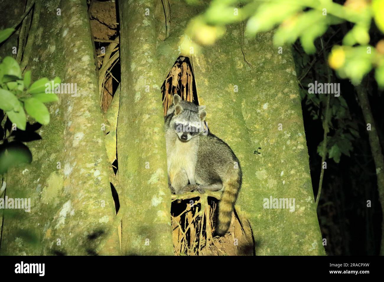 raccoons resting in a tree, Costa Rica Stock Photo - Alamy