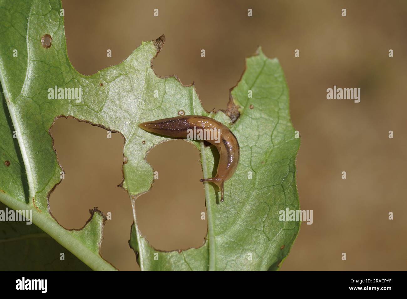 Greenhouse Slug (Ambigolimax valentianus). Family keelback slugs ...