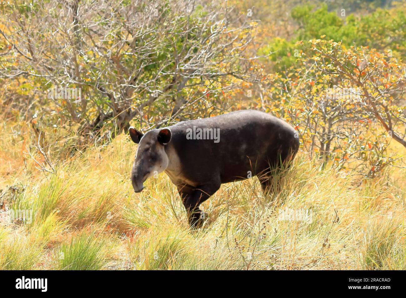 a baird's tapir in rincon de la vieja national park in costa rica in ...