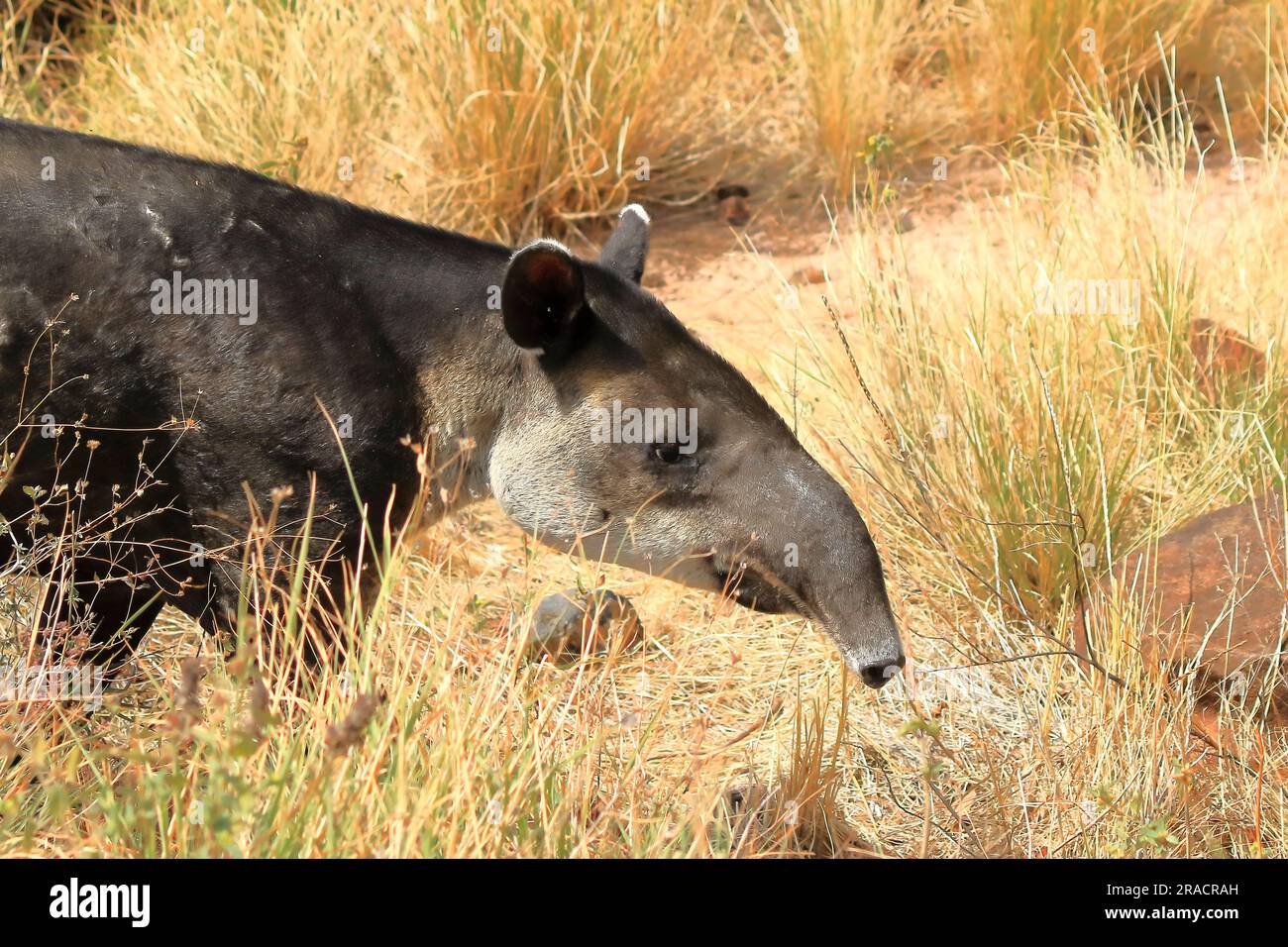 a baird's tapir in rincon de la vieja national park in costa rica in ...