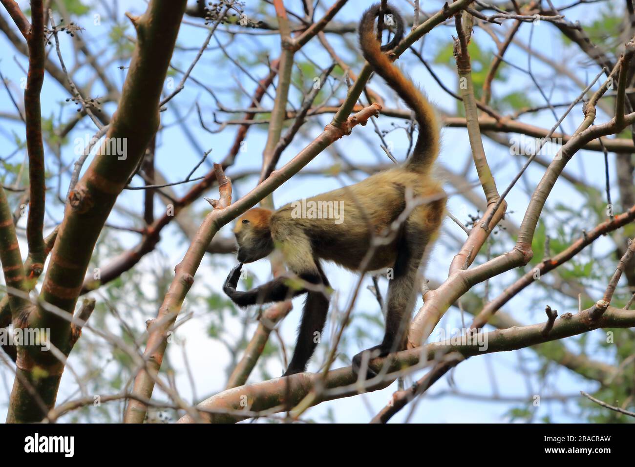 Spider monkey jumping on branches, Costa Rica Stock Photo - Alamy