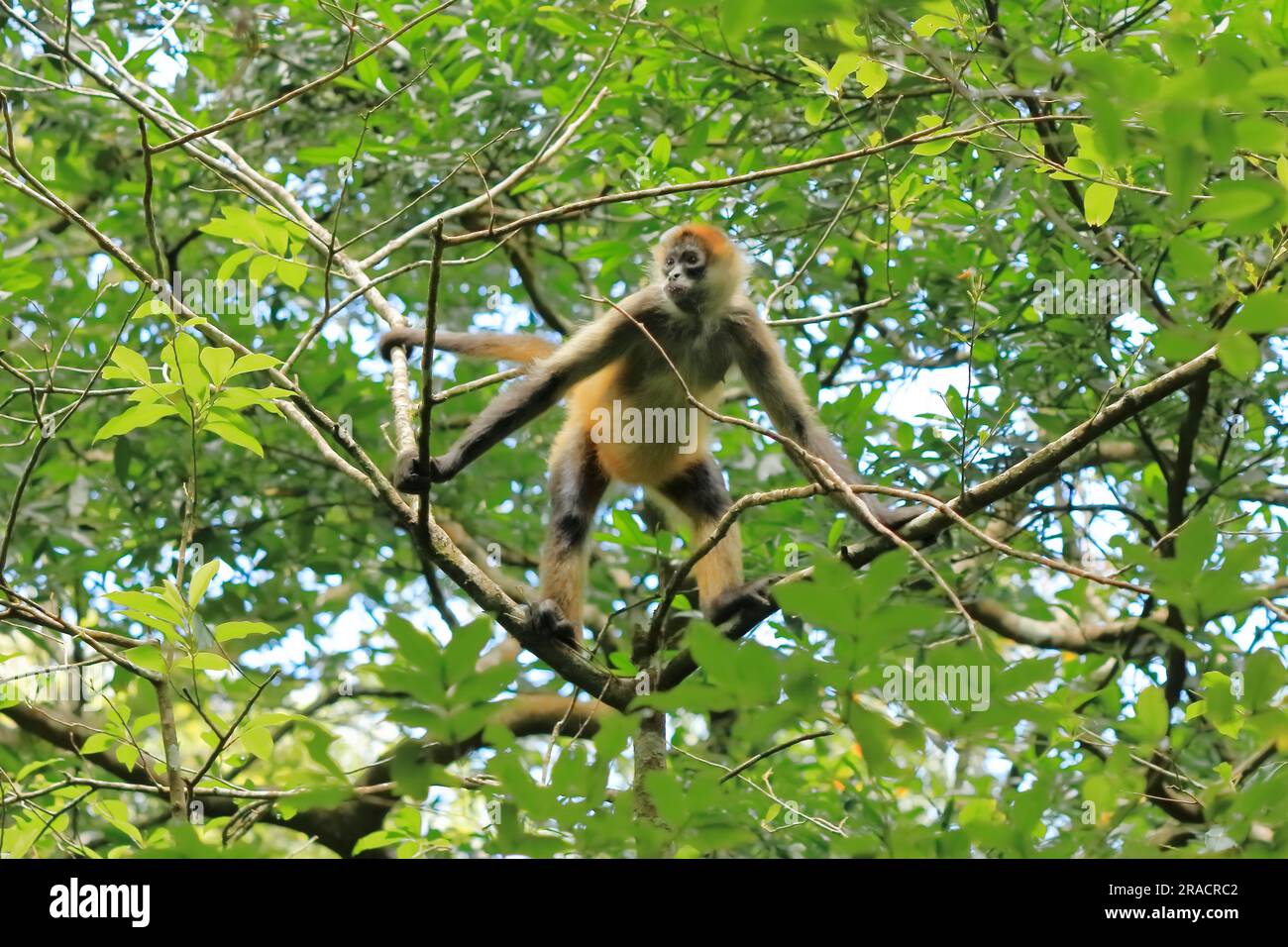 Spider monkey jumping on branches, Costa Rica Stock Photo - Alamy