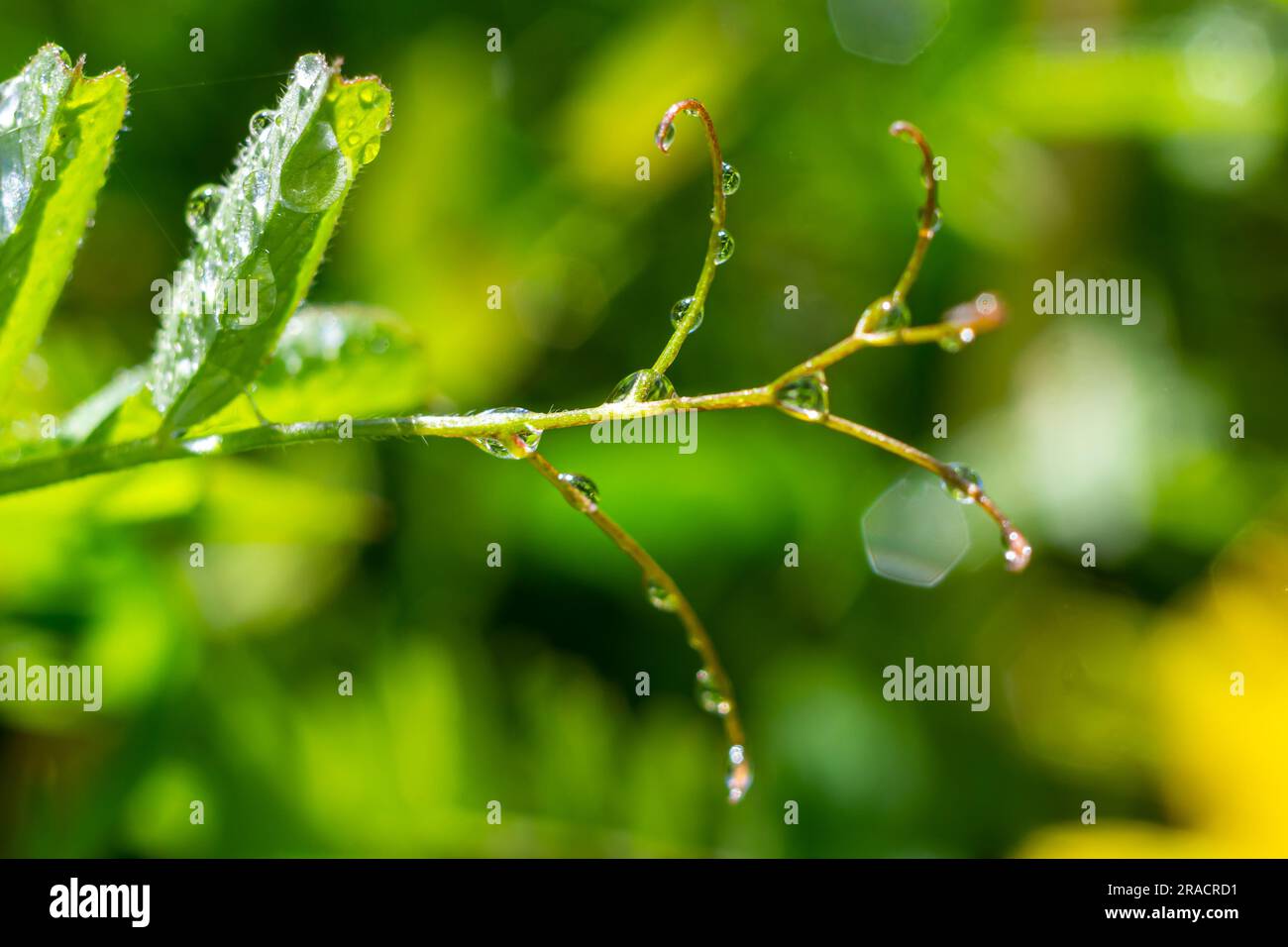 Vicia sepium or bush vetch is a plant species of the genus Vicia. Bush ...