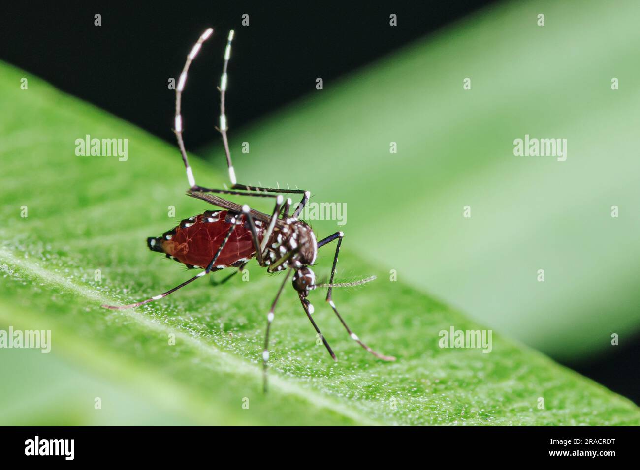 Blood on green leaf hi-res stock photography and images - Alamy