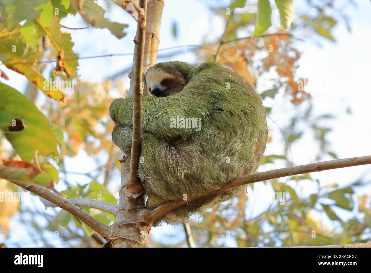 Cute sloth hanging on tree branch with funny face look, portrait of ...