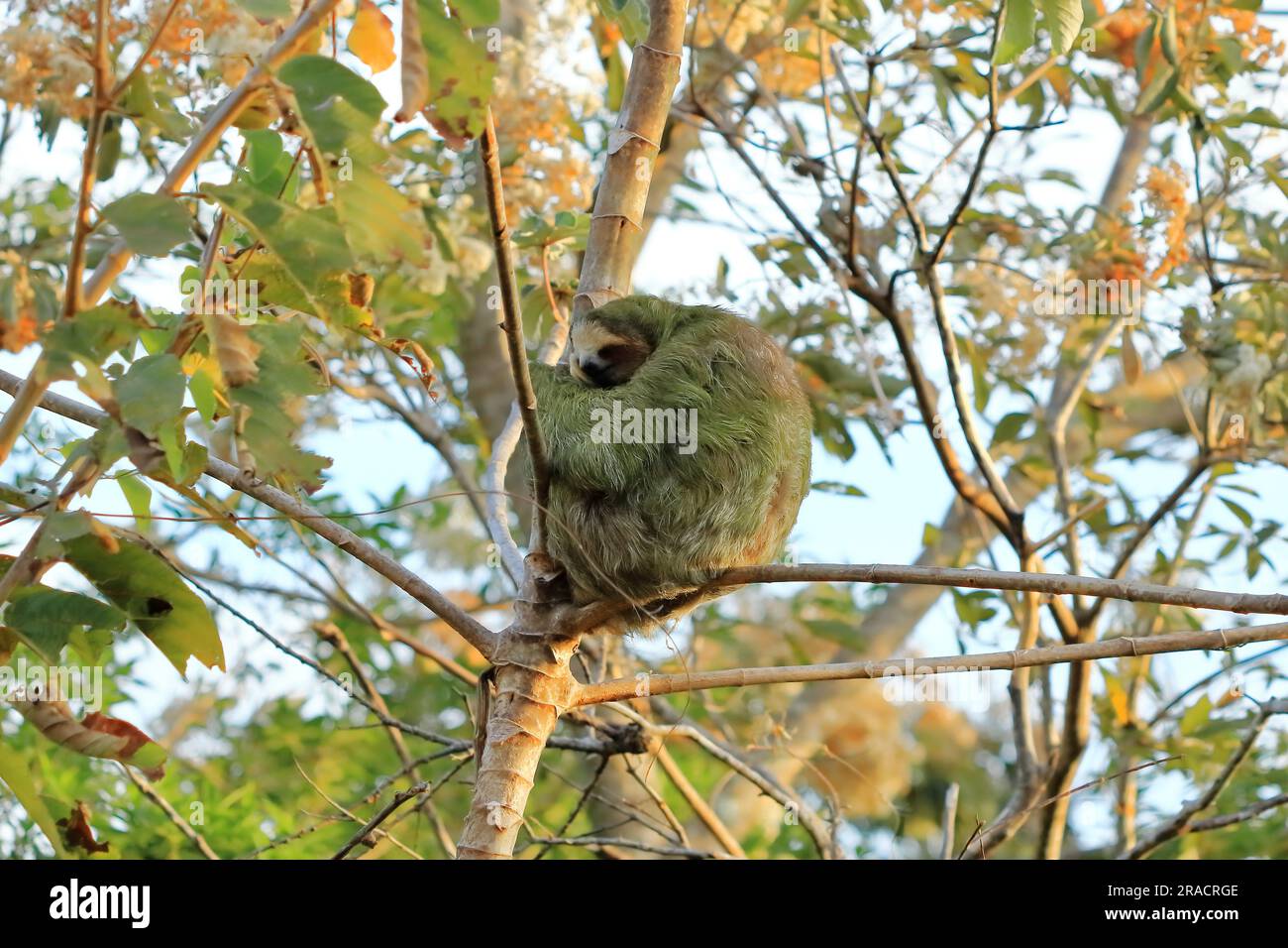 Cute sloth hanging on tree branch with funny face look, portrait of ...