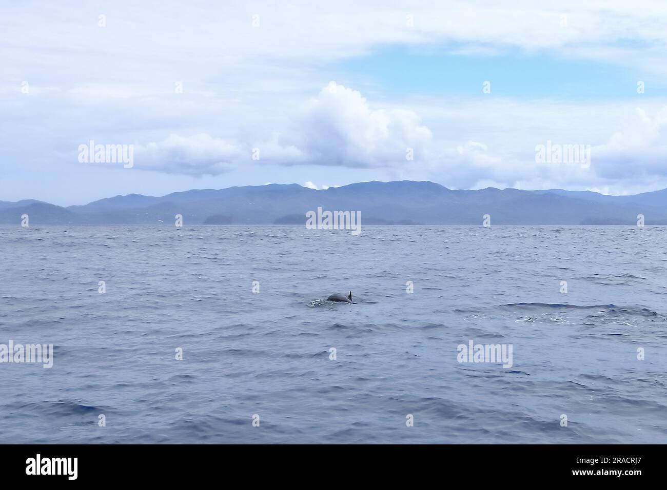 dolphins in the pacific ocean , Costa Rica Stock Photo - Alamy