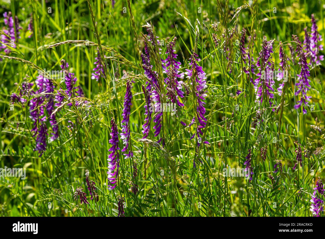Vetch, vicia cracca valuable honey plant, fodder, and medicinal plant ...