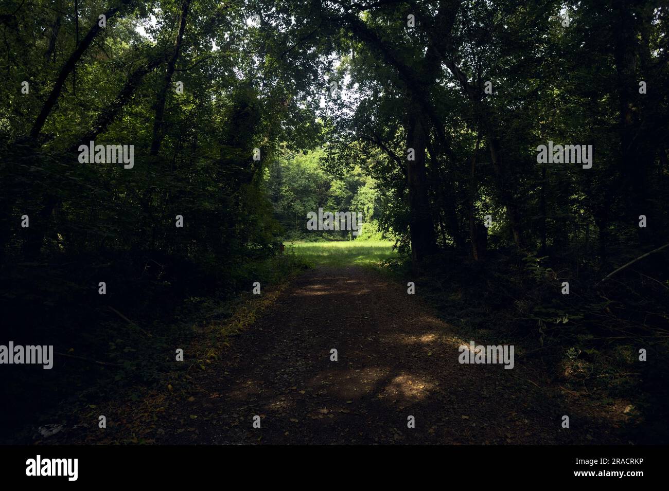Shady path in a park that leads to a lawn on a sunny day in the italian ...