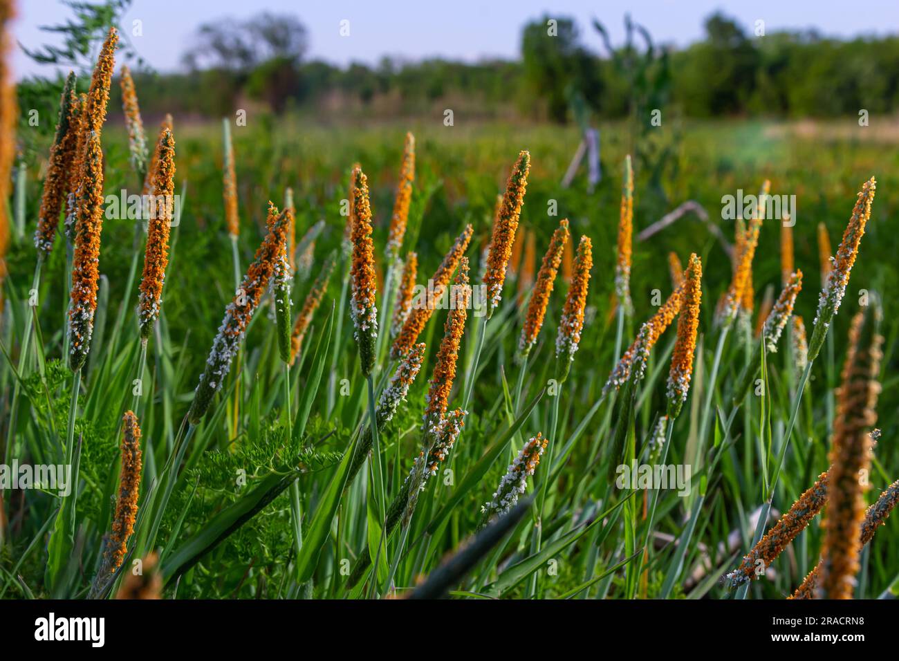 Foxtail plant hi-res stock photography and images - Alamy