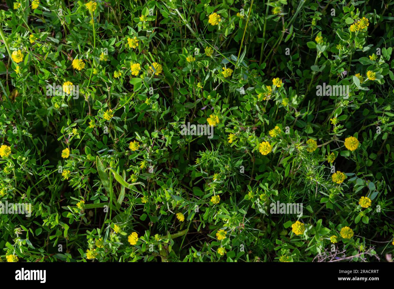 Golden leaves hop plant hi-res stock photography and images - Alamy