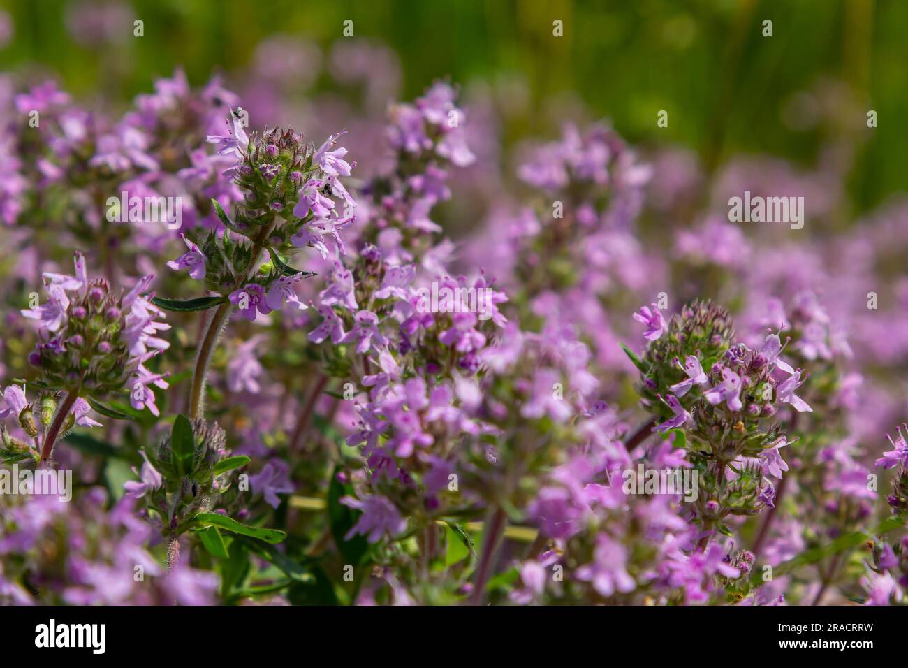Blossoming fragrant Thymus serpyllum, Breckland wild thyme, creeping ...