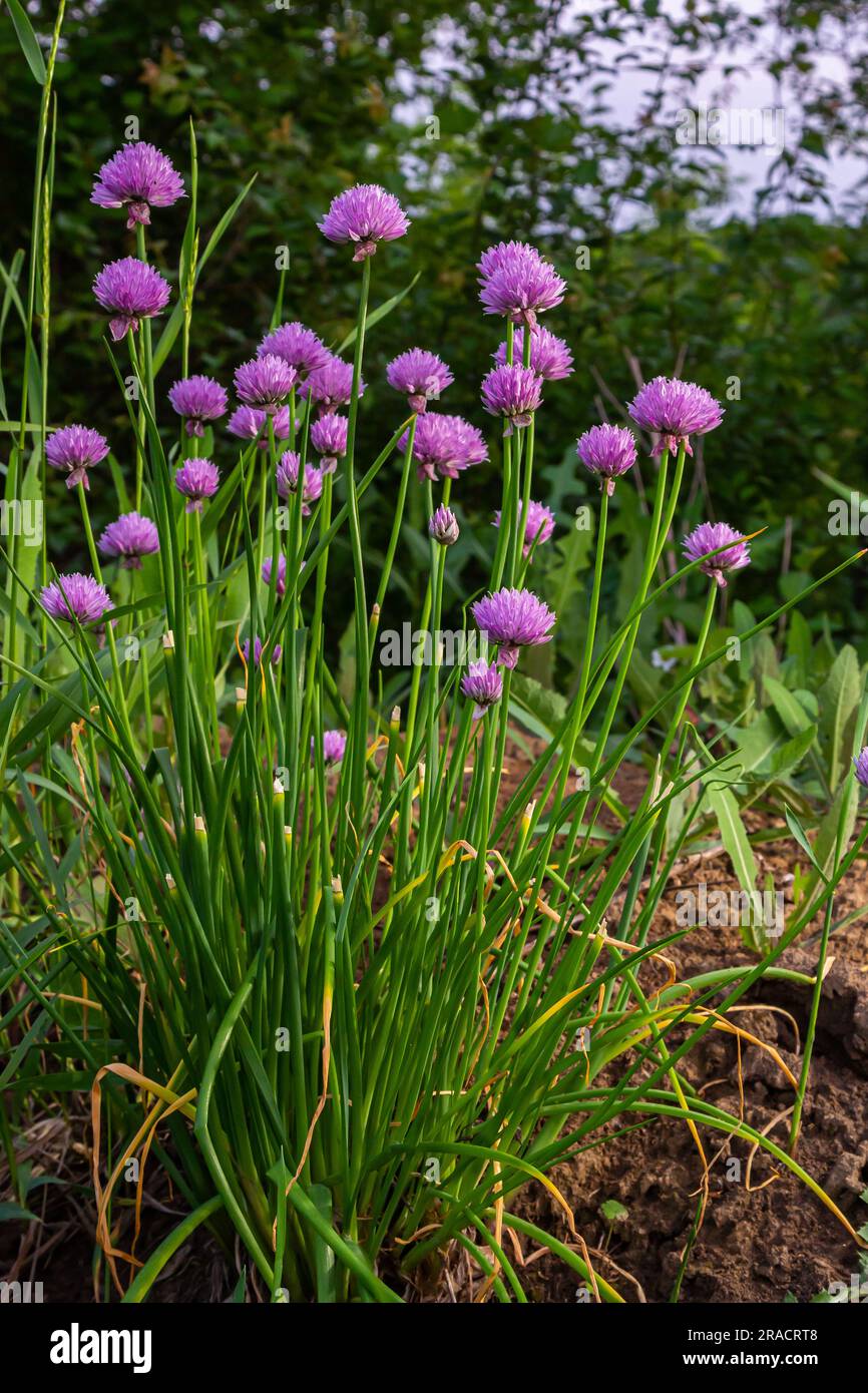 Close up view of emerging purple buds and blossoms on edible chives ...