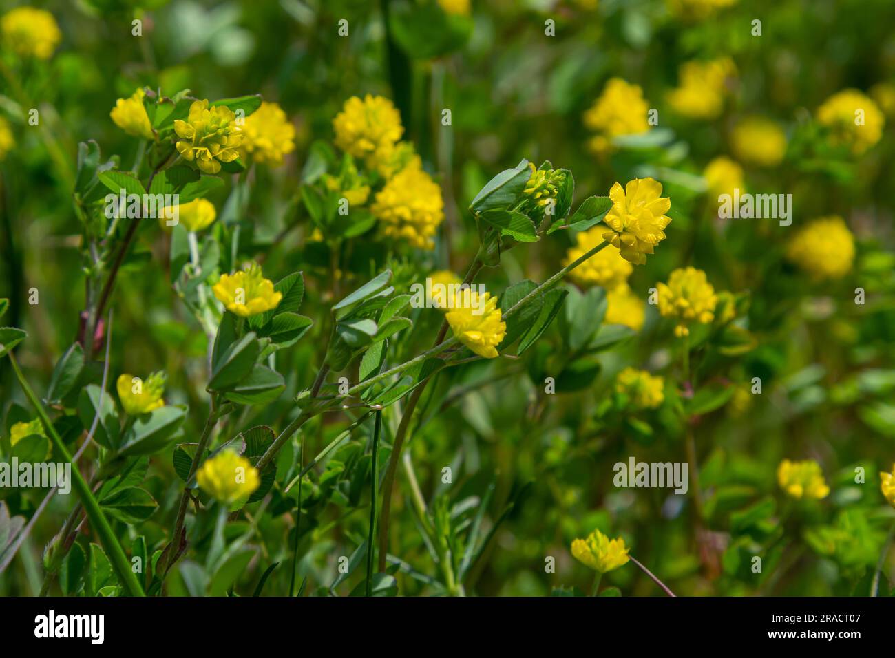 Hop clover hi-res stock photography and images - Alamy