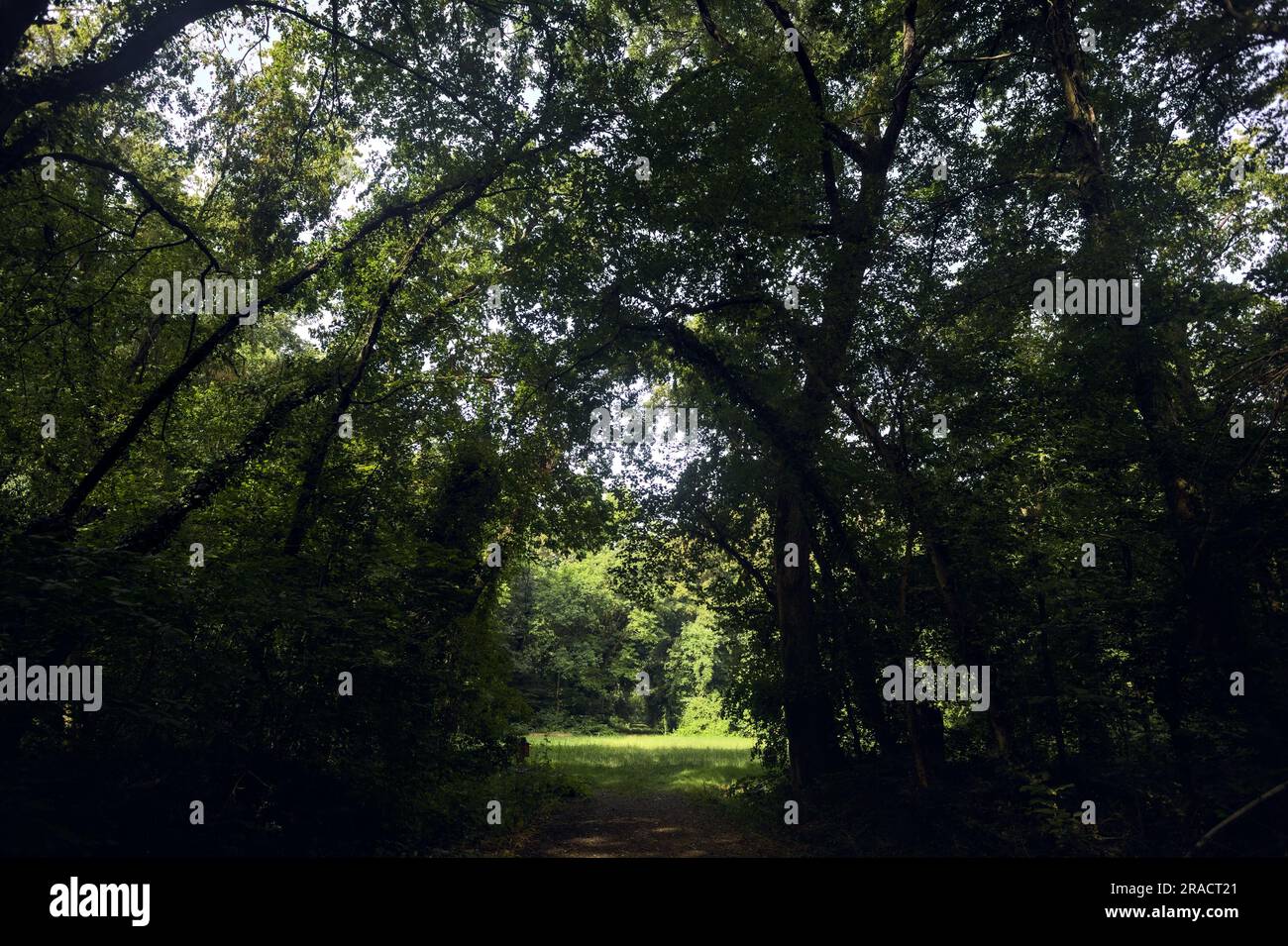 Shady path in a park that leads to a lawn on a sunny day in the italian ...