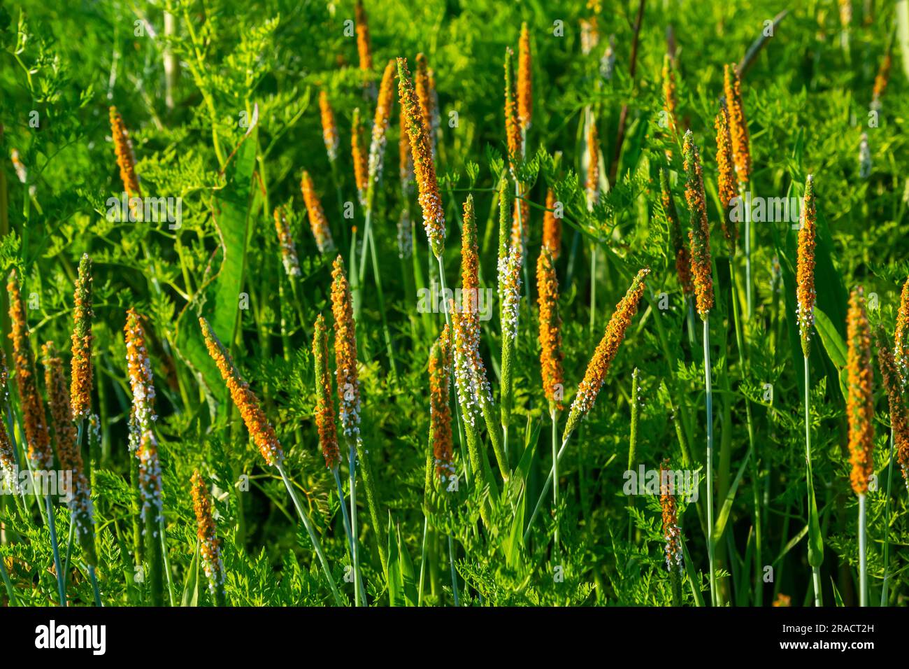 Foxtail plant hi-res stock photography and images - Alamy