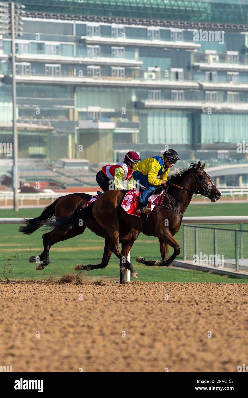 Horses in training at dirt track horseracing Stock Photo - Alamy
